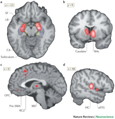 The Psychology of Learning: How the Brain Remembers | Novo Learner