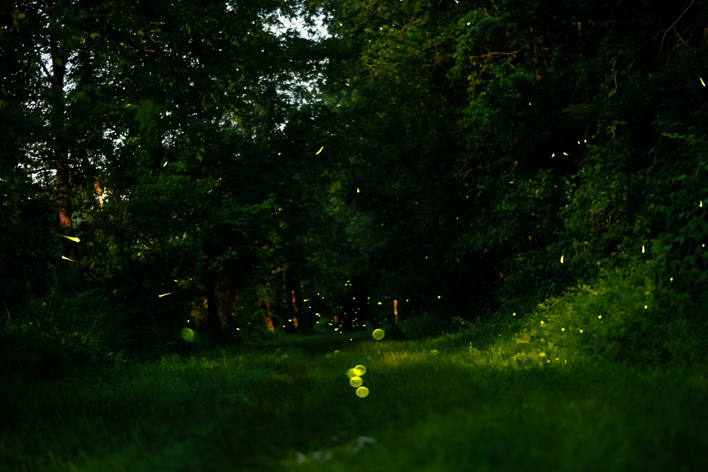 Why Fireflies Glow and What Their Flashes Mean