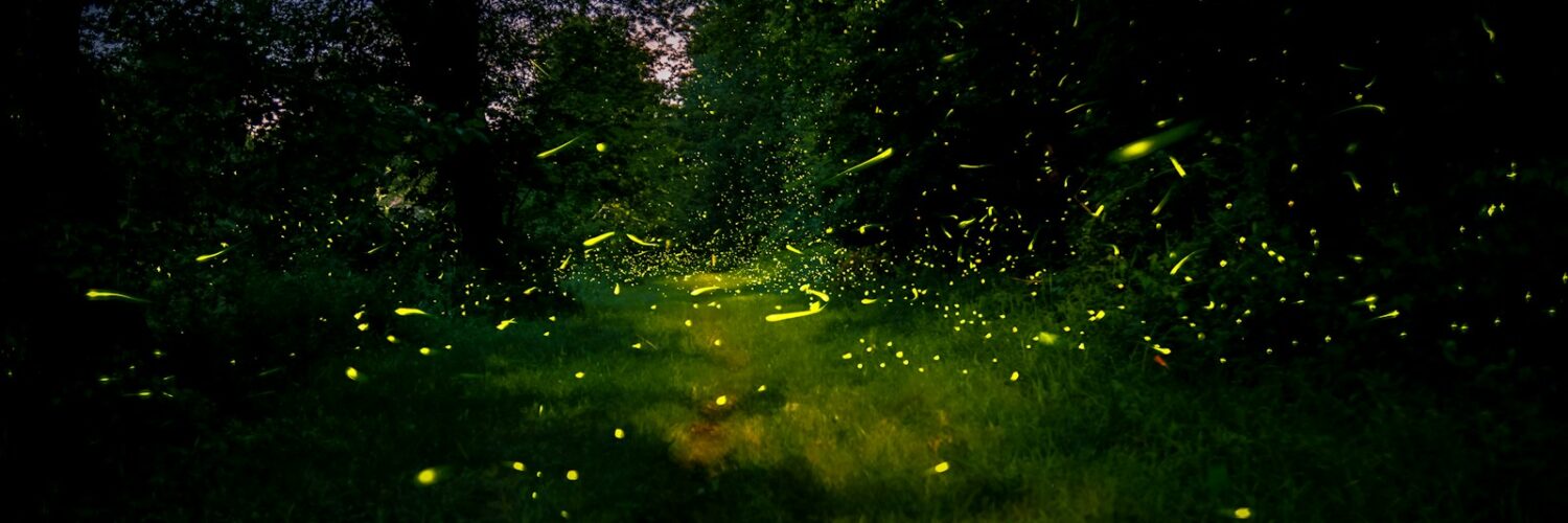 Why Fireflies Glow and What Their Flashes Mean